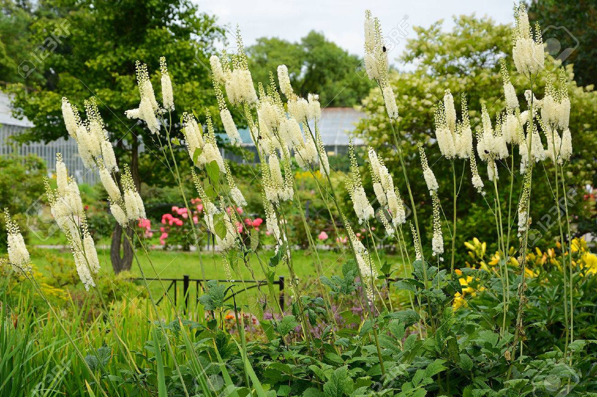 Cimicifuga Racemosa ¿Para que sirve? – Mi Naturista