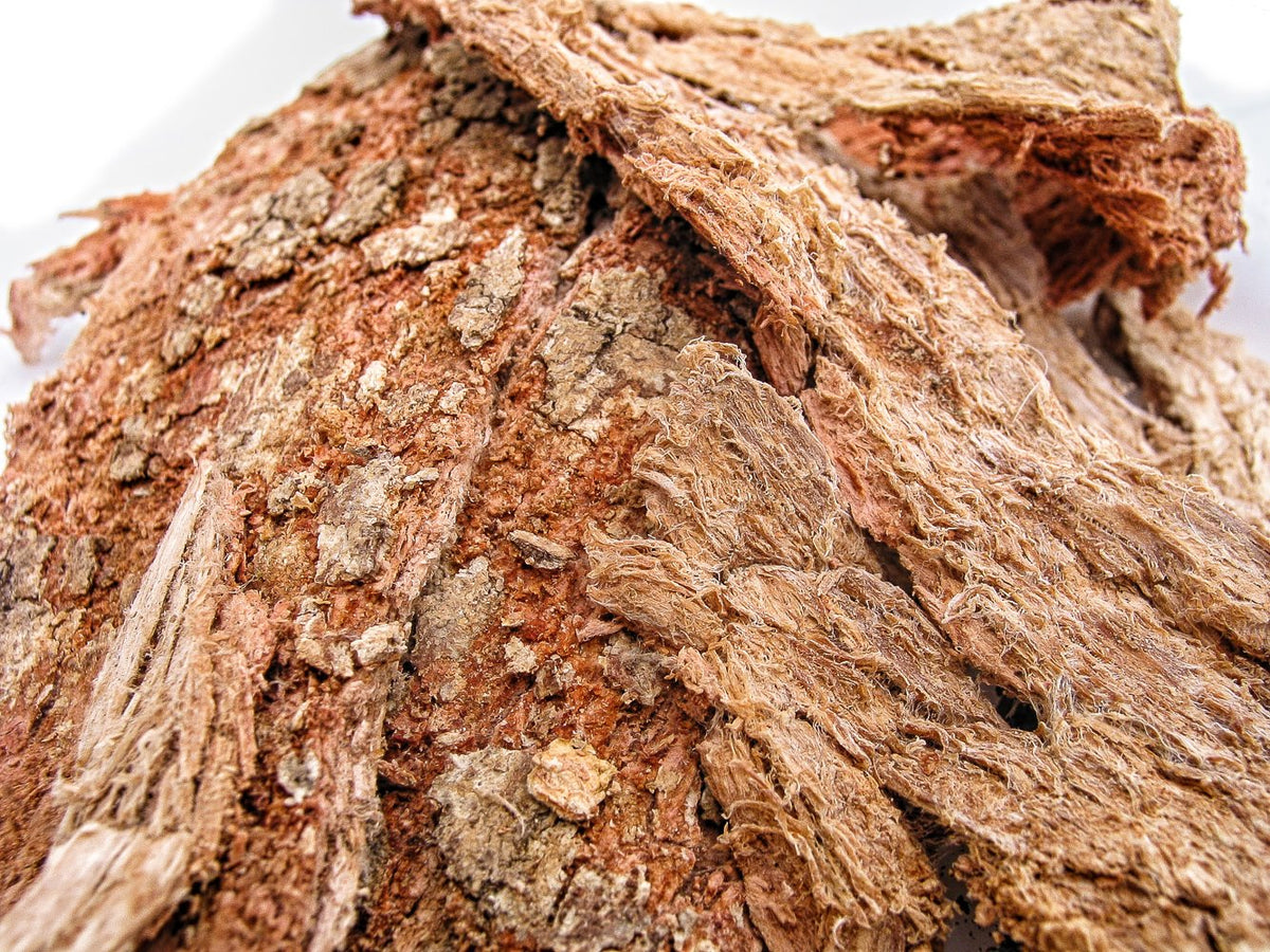 Cancerina para que sirve? Propiedades y Beneficios – Mi Naturista