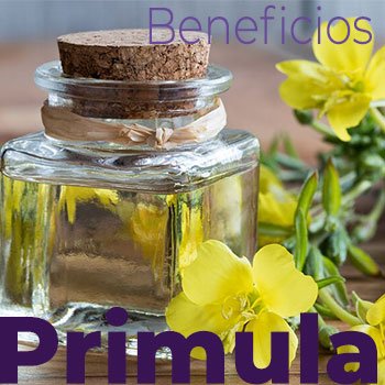 Prímula ¿Para qué sirve? Propiedades y beneficios – Mi Naturista