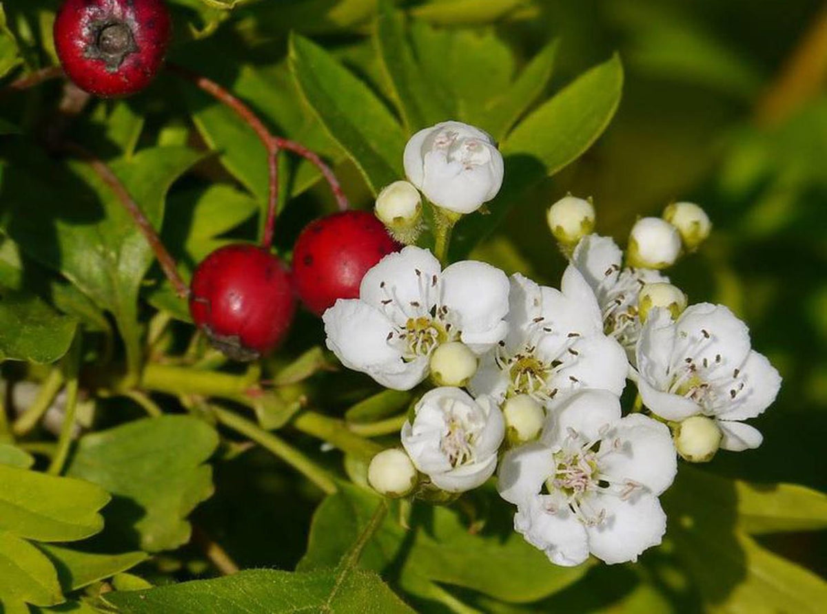 Espino Blanco para que sirve, Propiedades y Beneficios – Mi Naturista