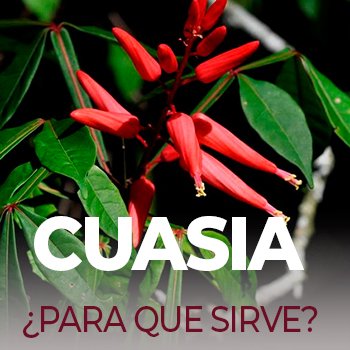 Cuasia beneficios y propiedades para el cuerpo – Mi Naturista