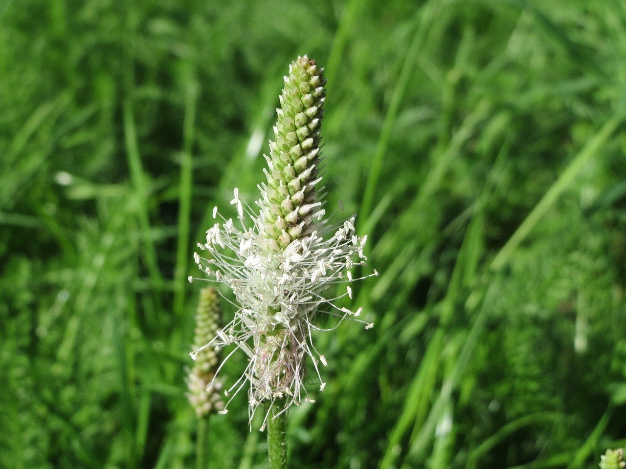 Plantago Psyllium Para que sirve, Propiedades y Beneficios. – Mi Naturista