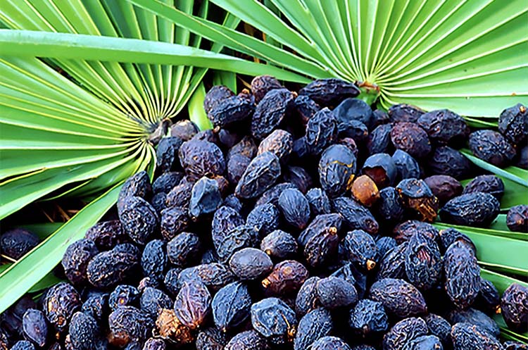 Serenoa para que sirve? Propiedades y Beneficios – Mi Naturista